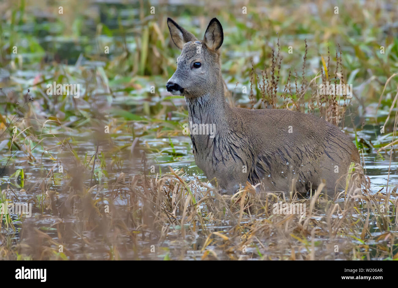 Deep water basin hi-res stock photography and images - Alamy