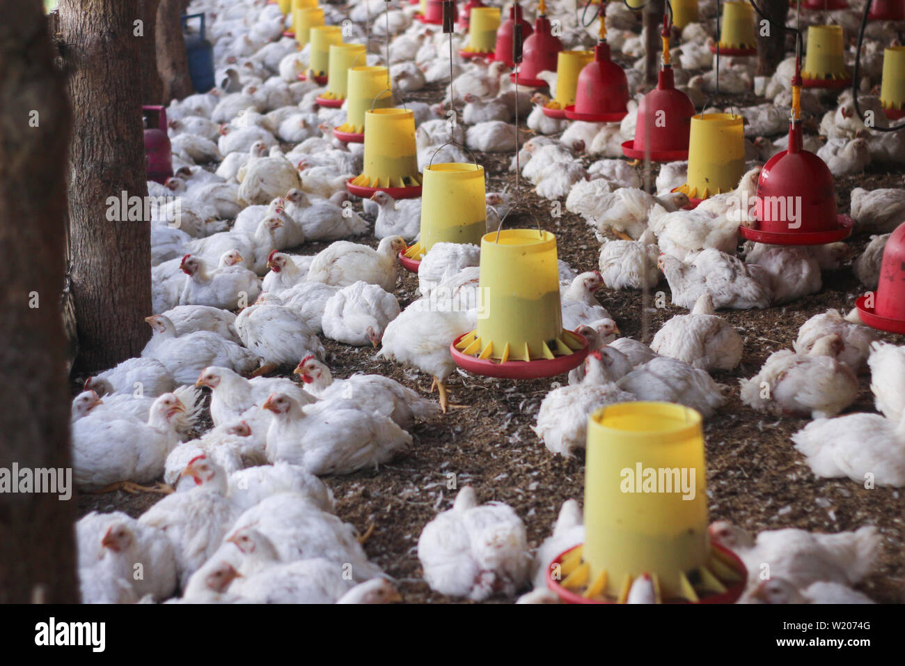 Indoors white chicken farm, chicken feeding Stock Photo - Alamy