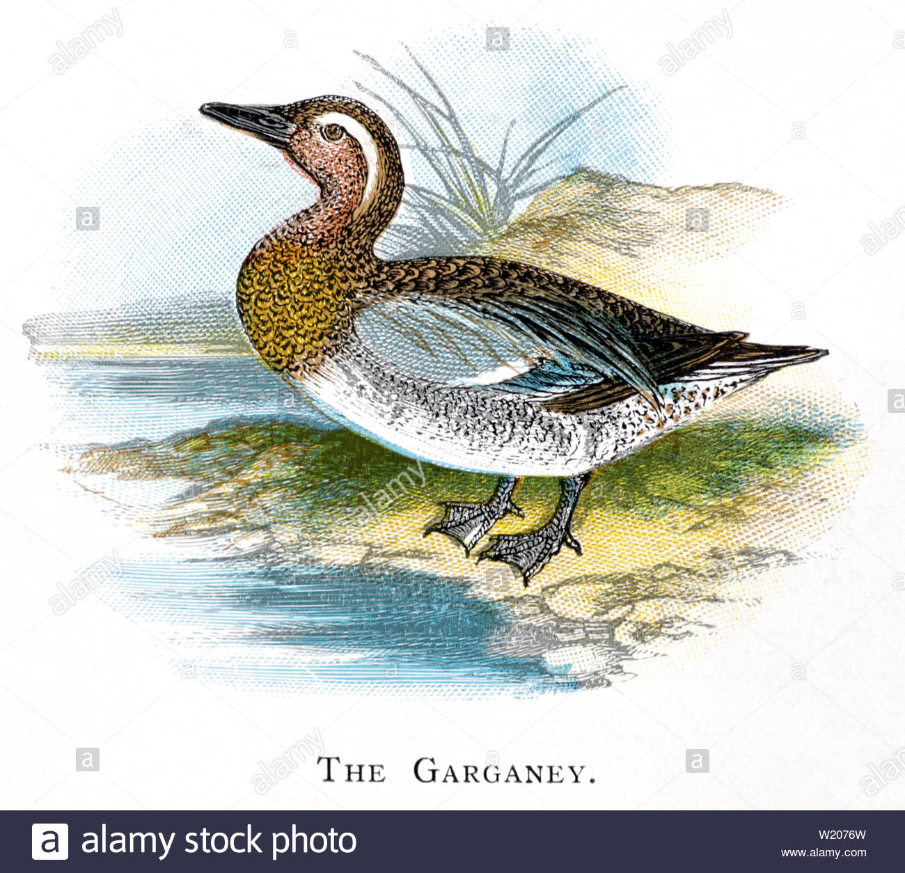 Garganey drake hi-res stock photography and images - Alamy