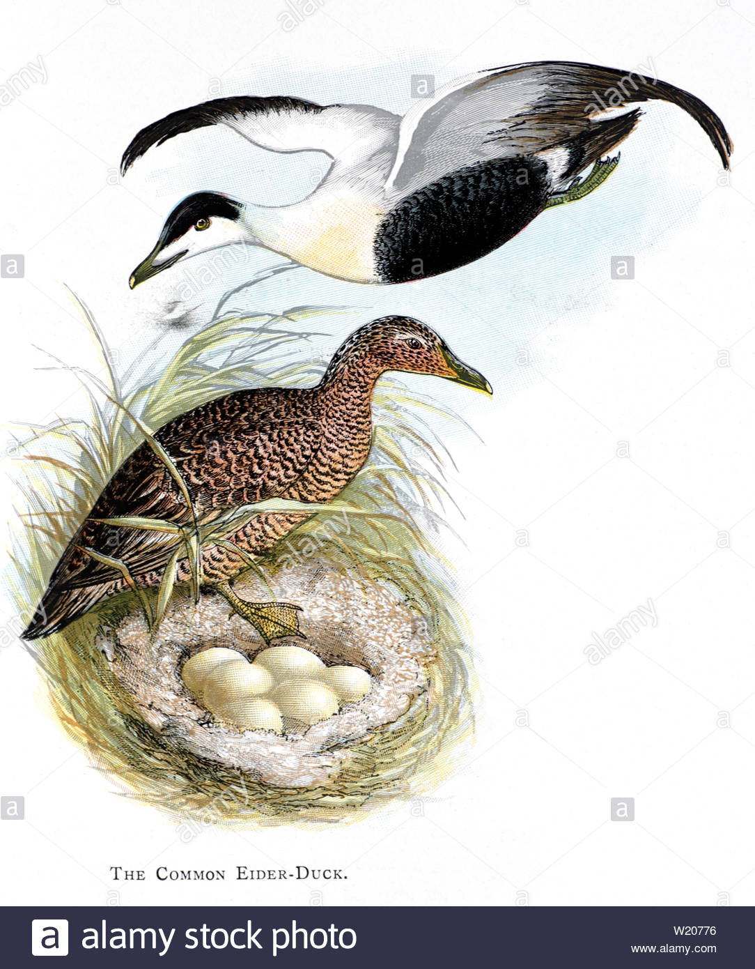 Eider nest illustration hi-res stock photography and images - Alamy