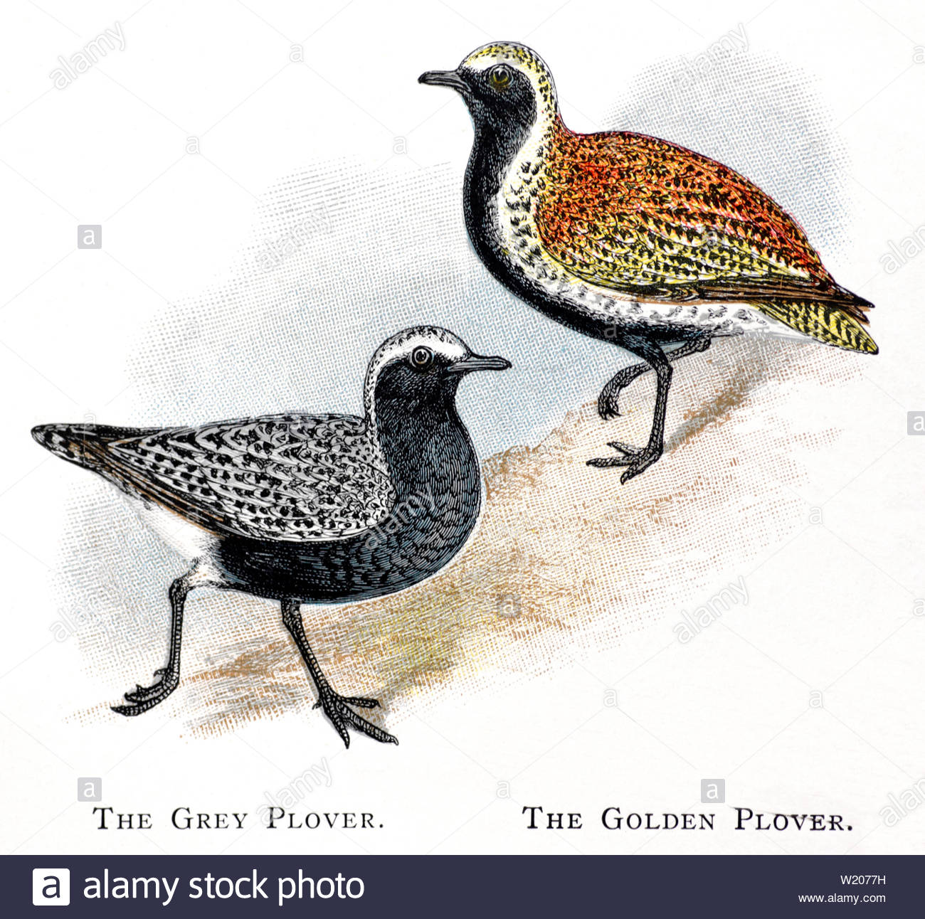 Grey plover drawing hi-res stock photography and images - Alamy