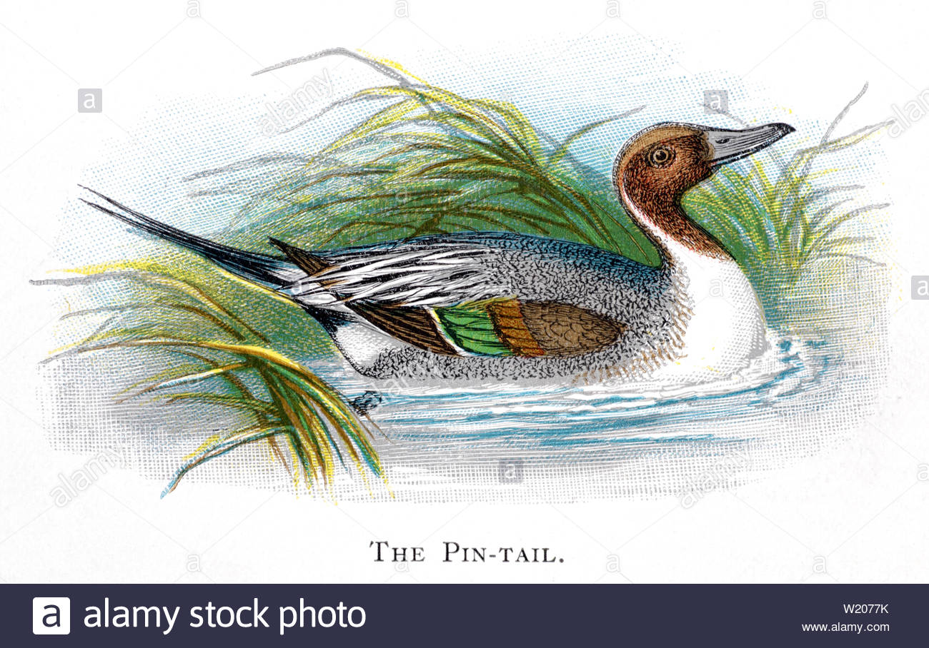 Pintails Cut Out Stock Images & Pictures - Alamy