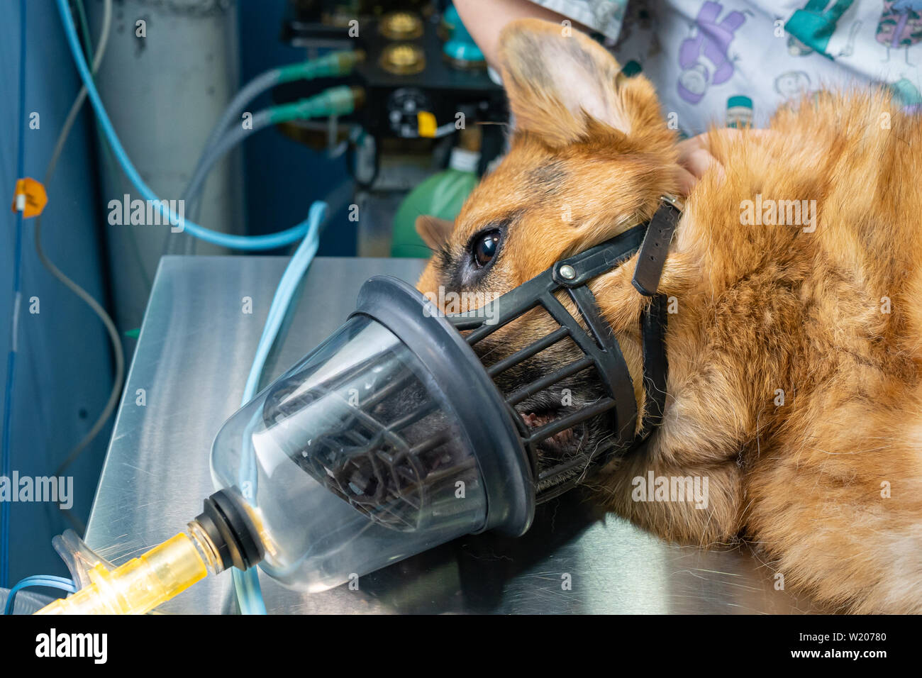 Preoxygenation in a sedated german shepherd with a muzzle prior to ...