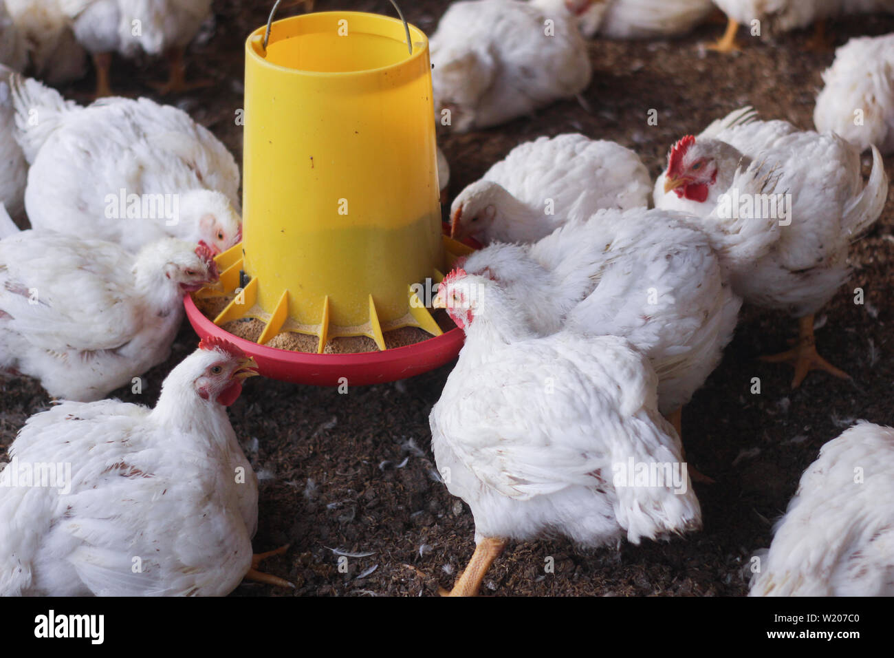 Indoors white chicken farm, chicken feeding Stock Photo - Alamy
