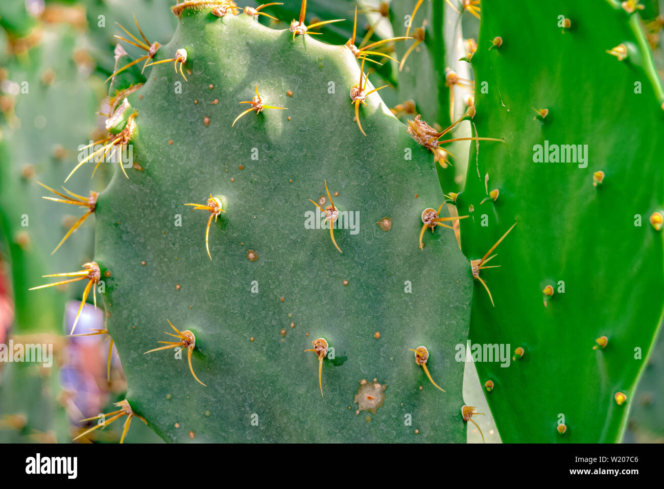 Eastern prickly pear cactus flower hi-res stock photography and images ...