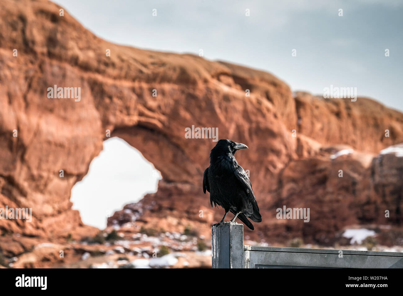 Black crow at Arches National Park in Utah, USA Stock Photo - Alamy