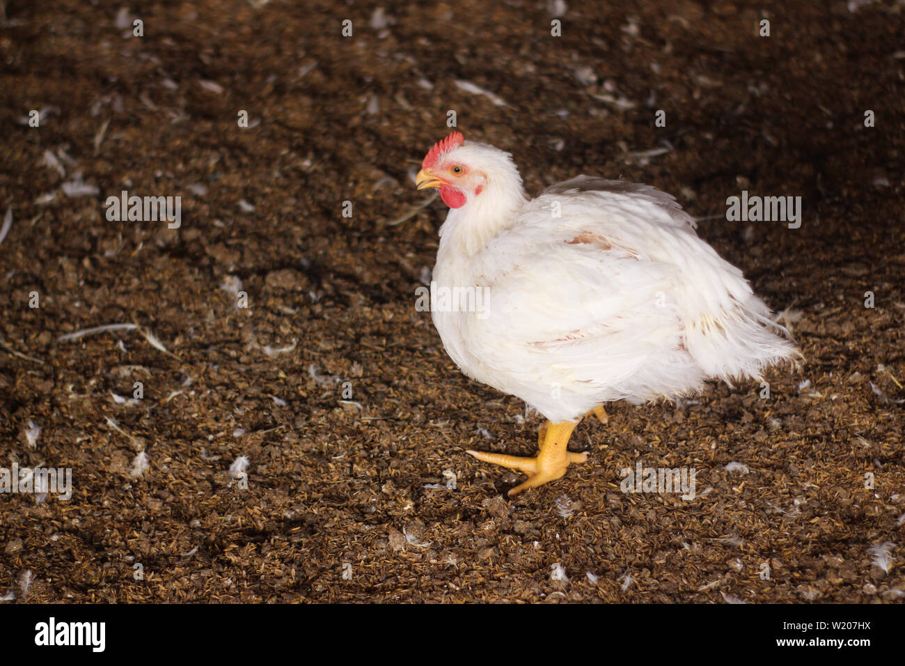 Indoors white chicken farm, chicken feeding Stock Photo - Alamy