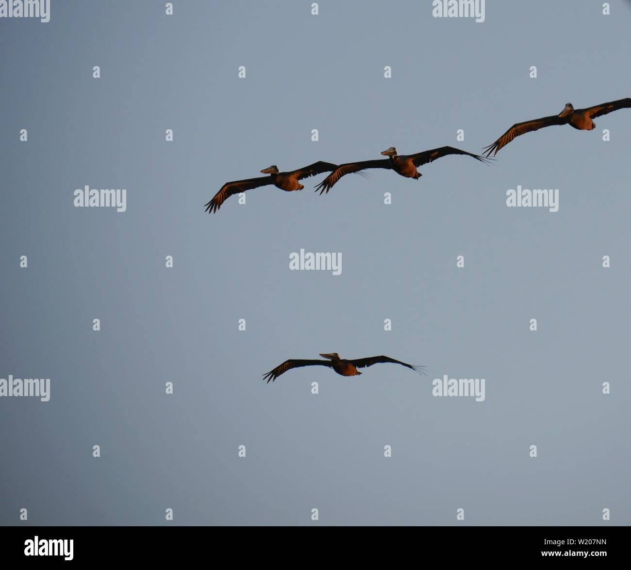 Silhouette of birds flying with their wings fully stretched in the ...