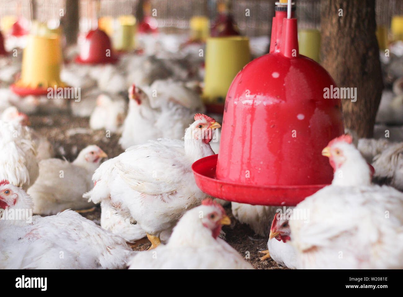 Indoors white chicken farm, chicken feeding Stock Photo - Alamy