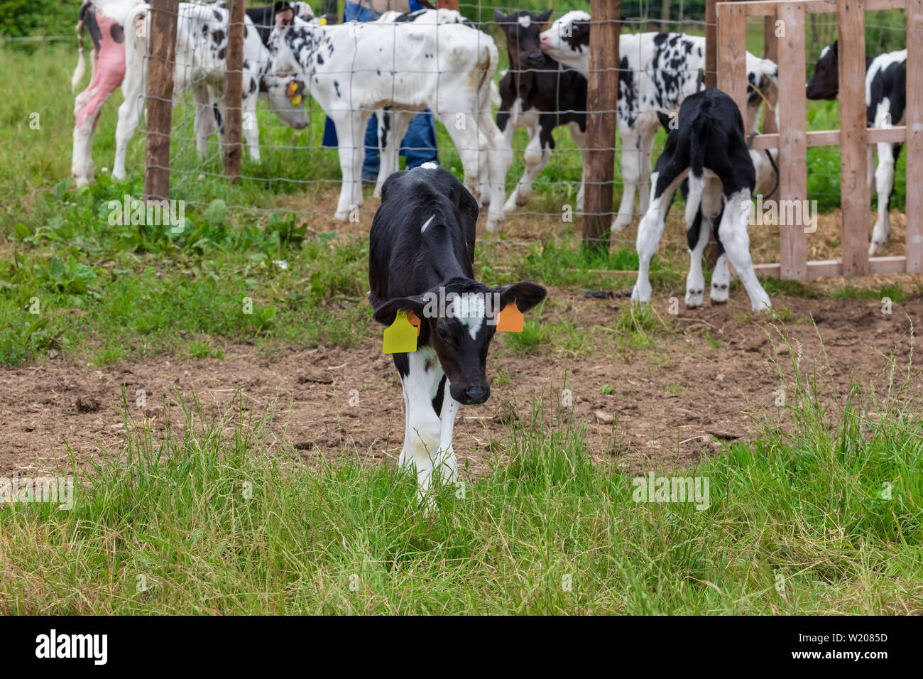 Dairy cow with newborn heifer hi-res stock photography and images - Alamy