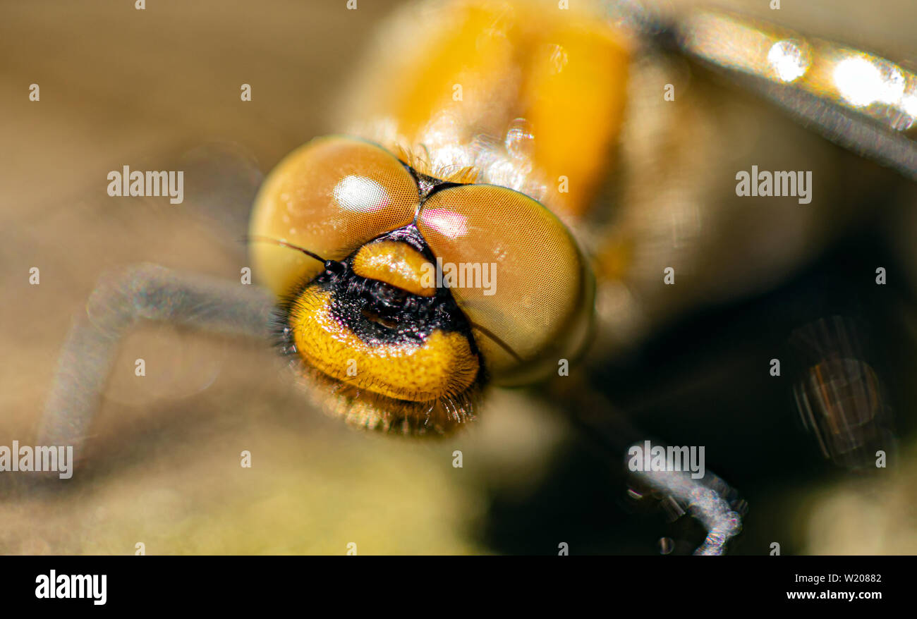 Dragonfly eyes close up hi-res stock photography and images - Alamy
