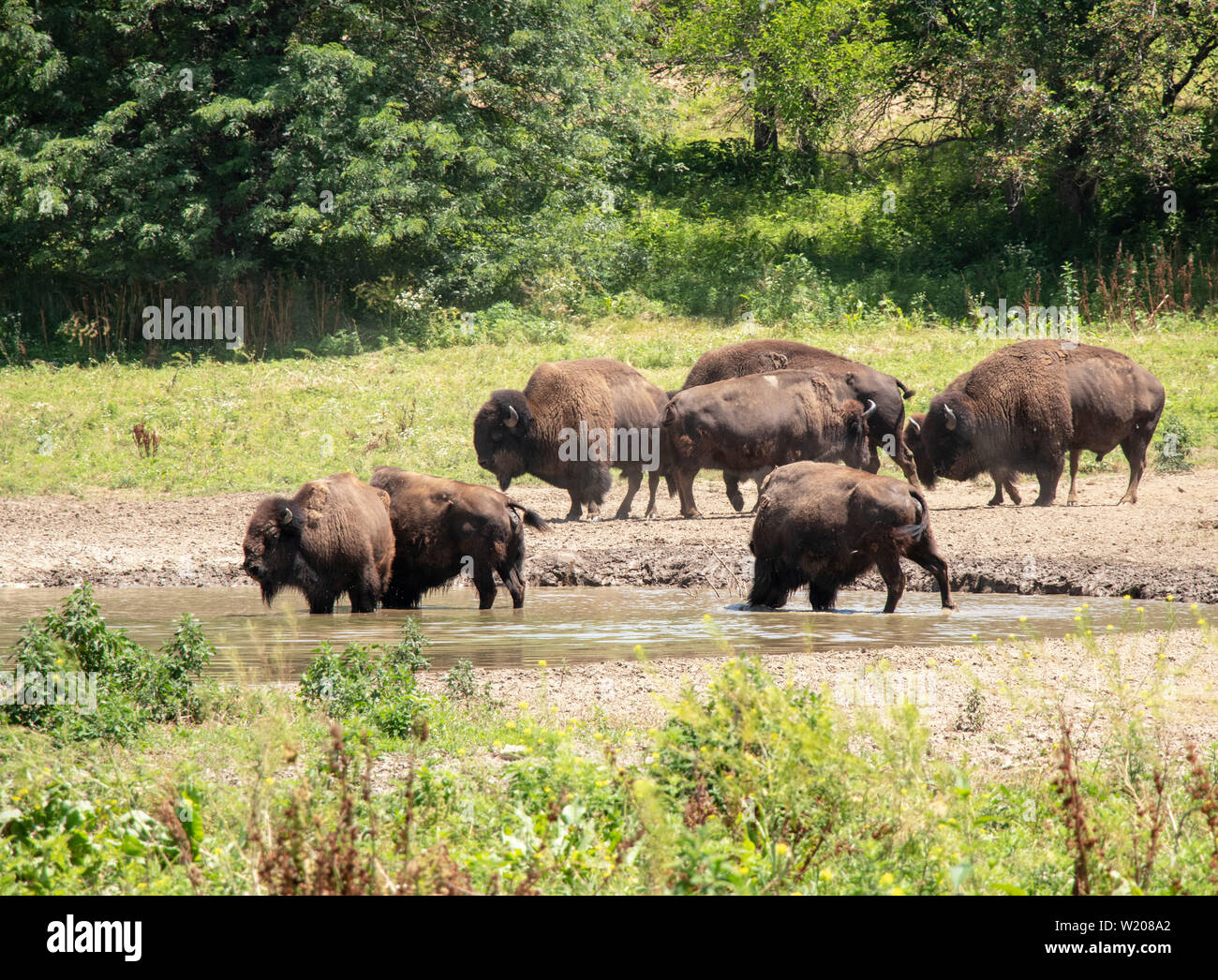 Bison Roaming in the Prairie Stock Photo - Alamy