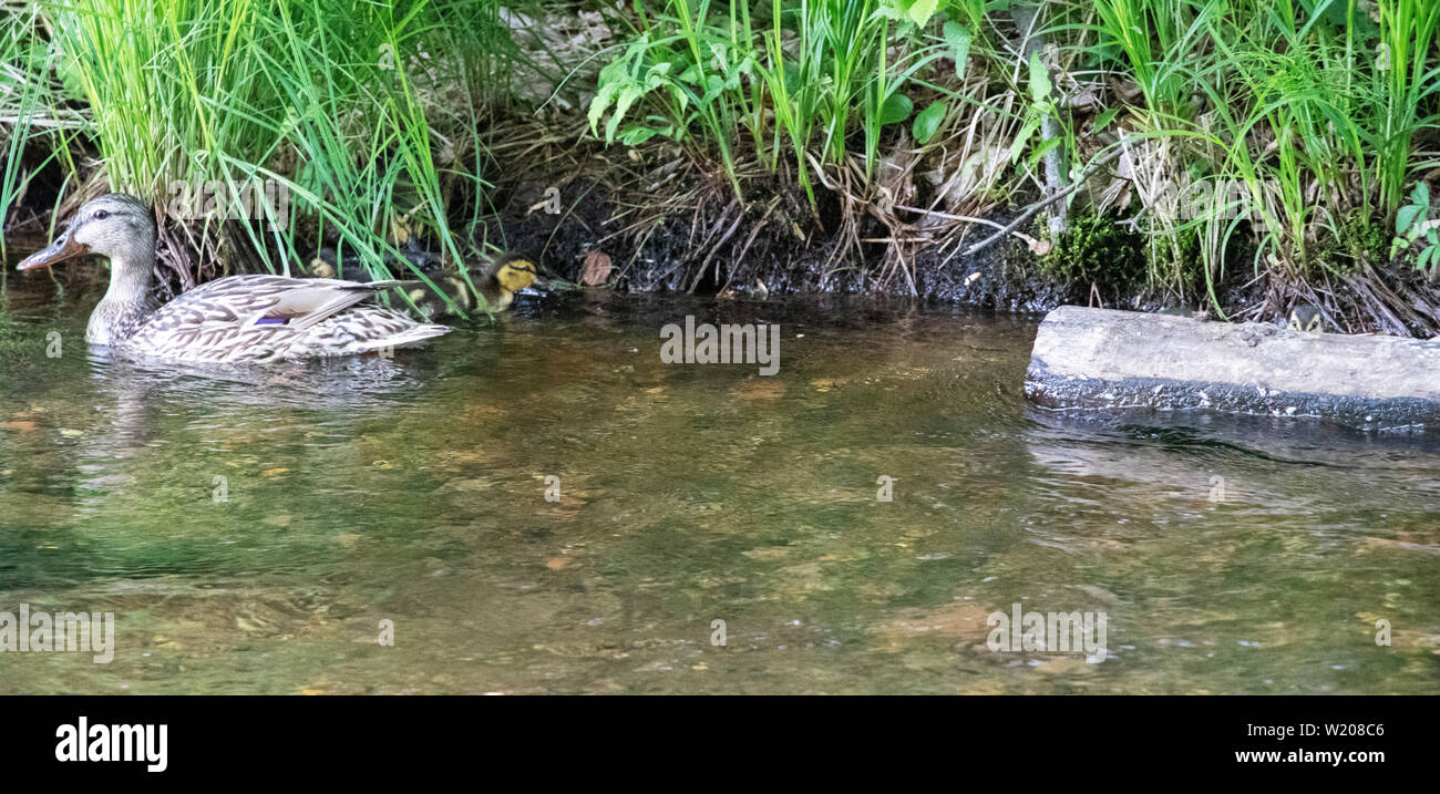 Mom duck hi-res stock photography and images - Alamy
