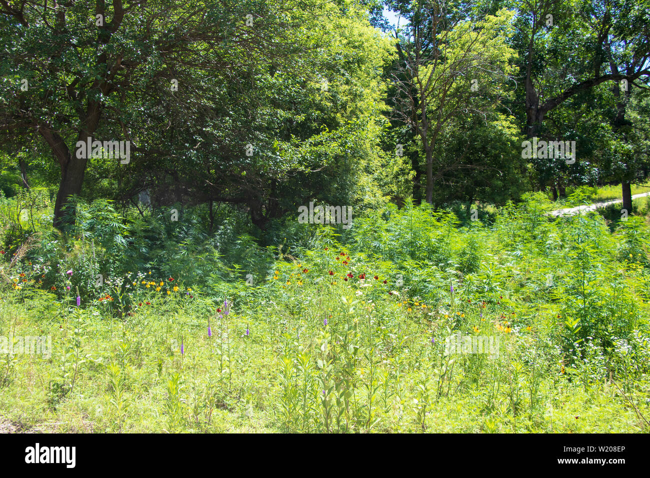 Hemp plants hi-res stock photography and images - Alamy
