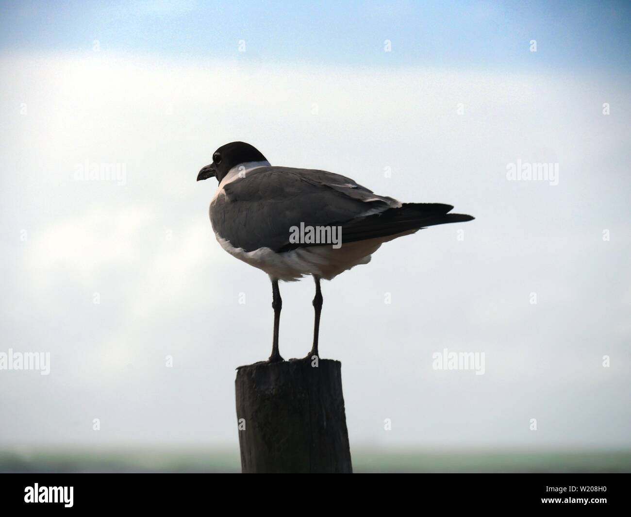 Back view of a seagull perched on top of a wooden post Stock Photo - Alamy