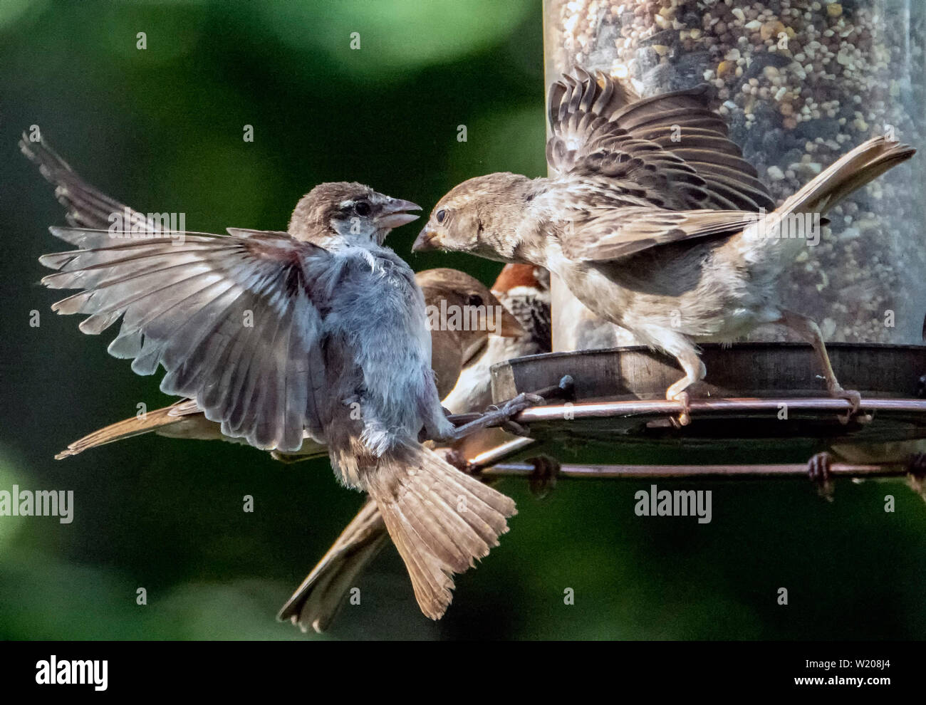 Wings on back hi-res stock photography and images - Alamy