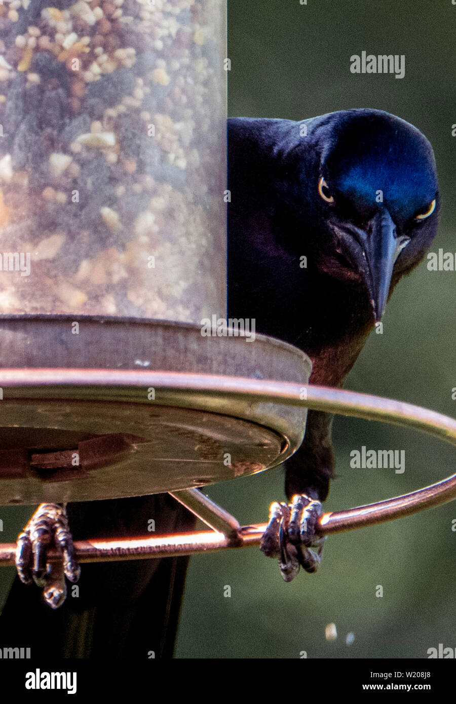 Seed predator hi-res stock photography and images - Alamy