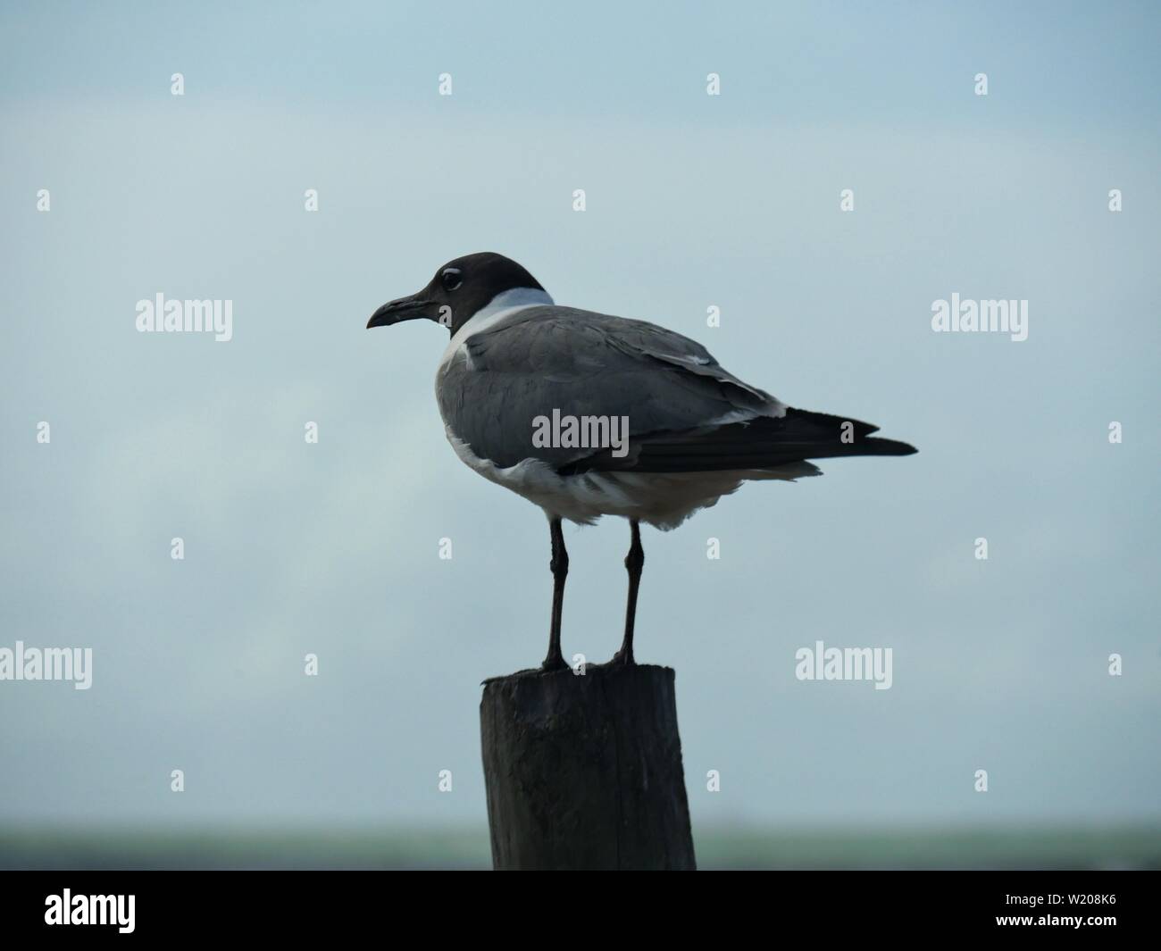 Side view of a seagull hi-res stock photography and images - Alamy