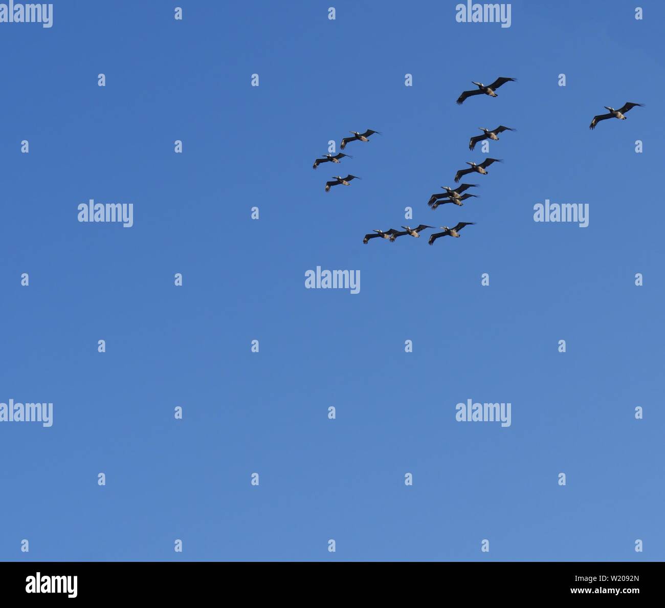 Dozen birds hi-res stock photography and images - Alamy