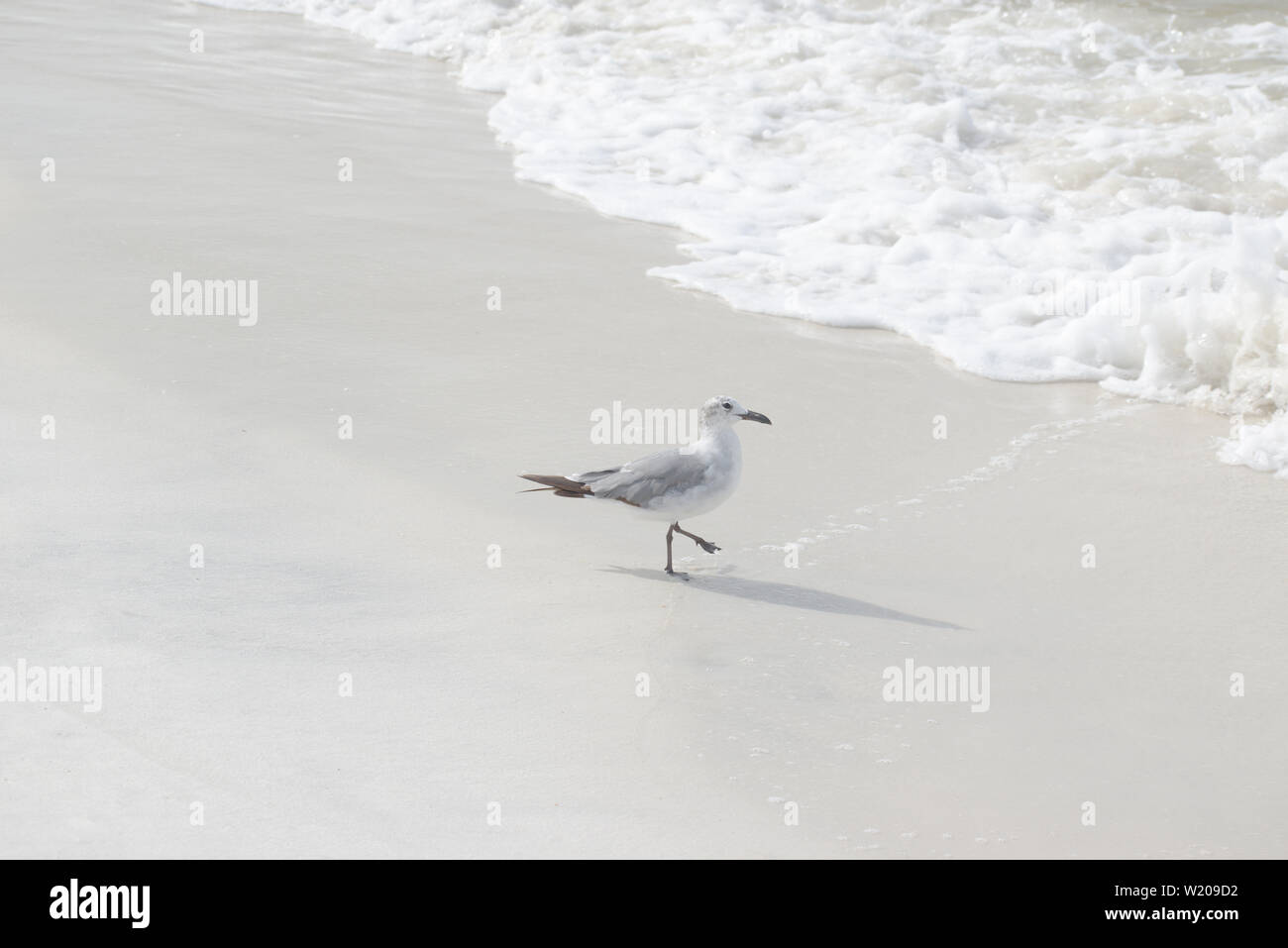 Strutting seagull hi-res stock photography and images - Alamy