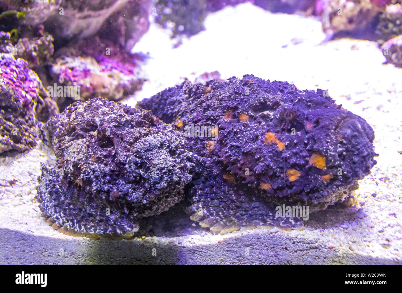 Reef stonefish hi-res stock photography and images - Alamy