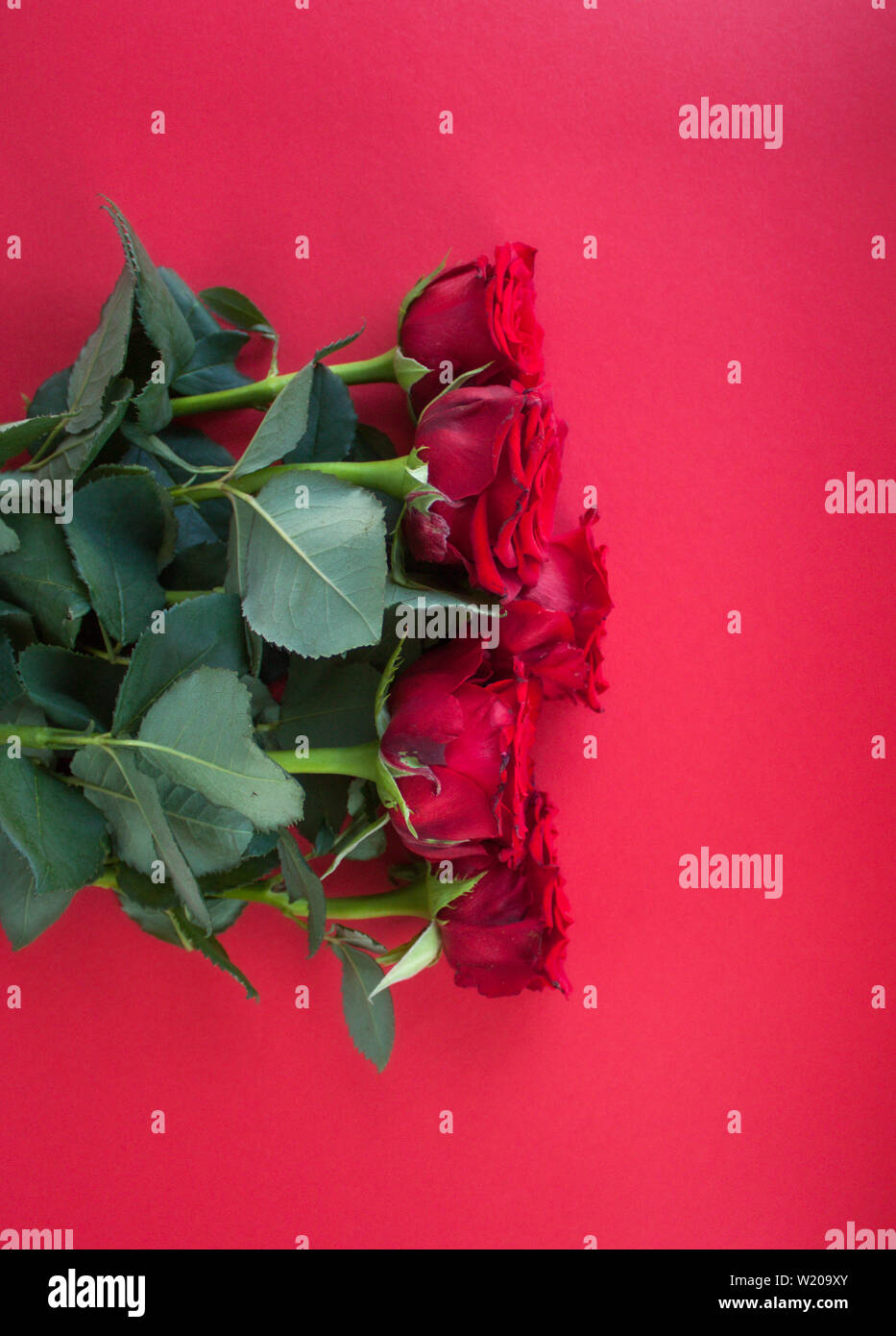 Radiant roses hi-res stock photography and images - Alamy