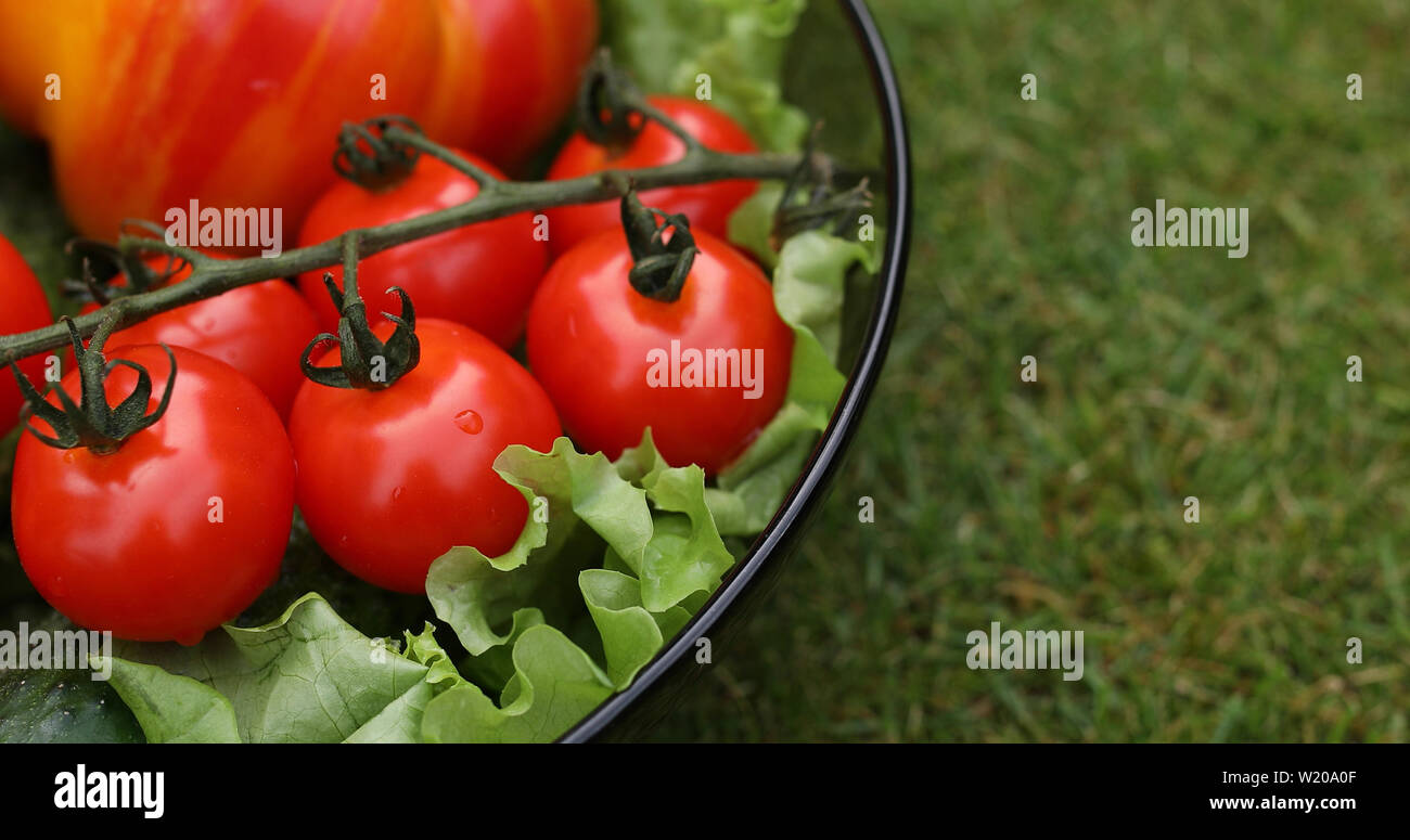Beautiful juicy red tomatoes.Macro of juicy eco tomatoes on a branch ...