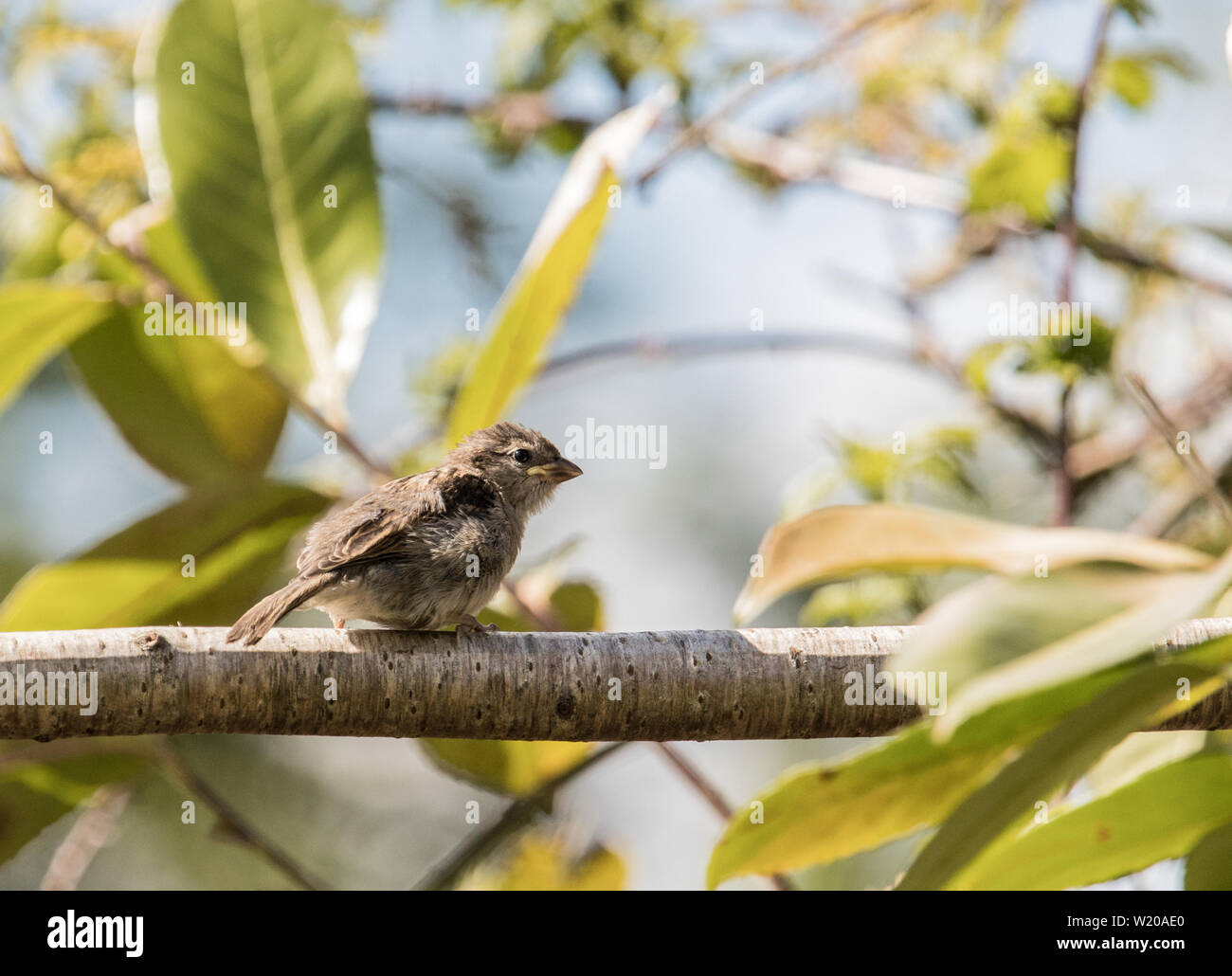 Baby sparrow hi-res stock photography and images - Alamy