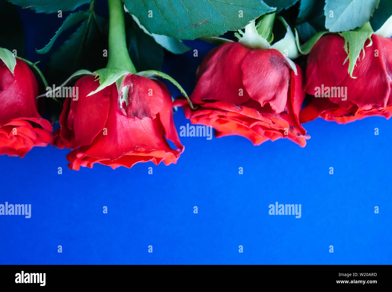 Beautiful roses on bright radiant blue background, festive concept ...