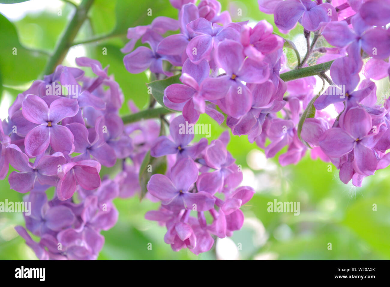 Lilac shrub flowers blooming in spring garden. Common lilac Syringa ...
