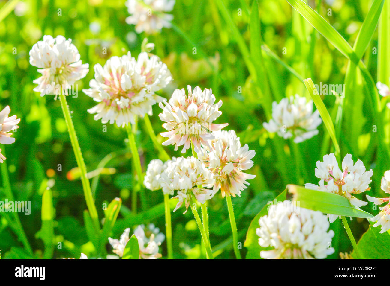 White clover aka Trifolium repens in grass on summer meadow. Close up ...