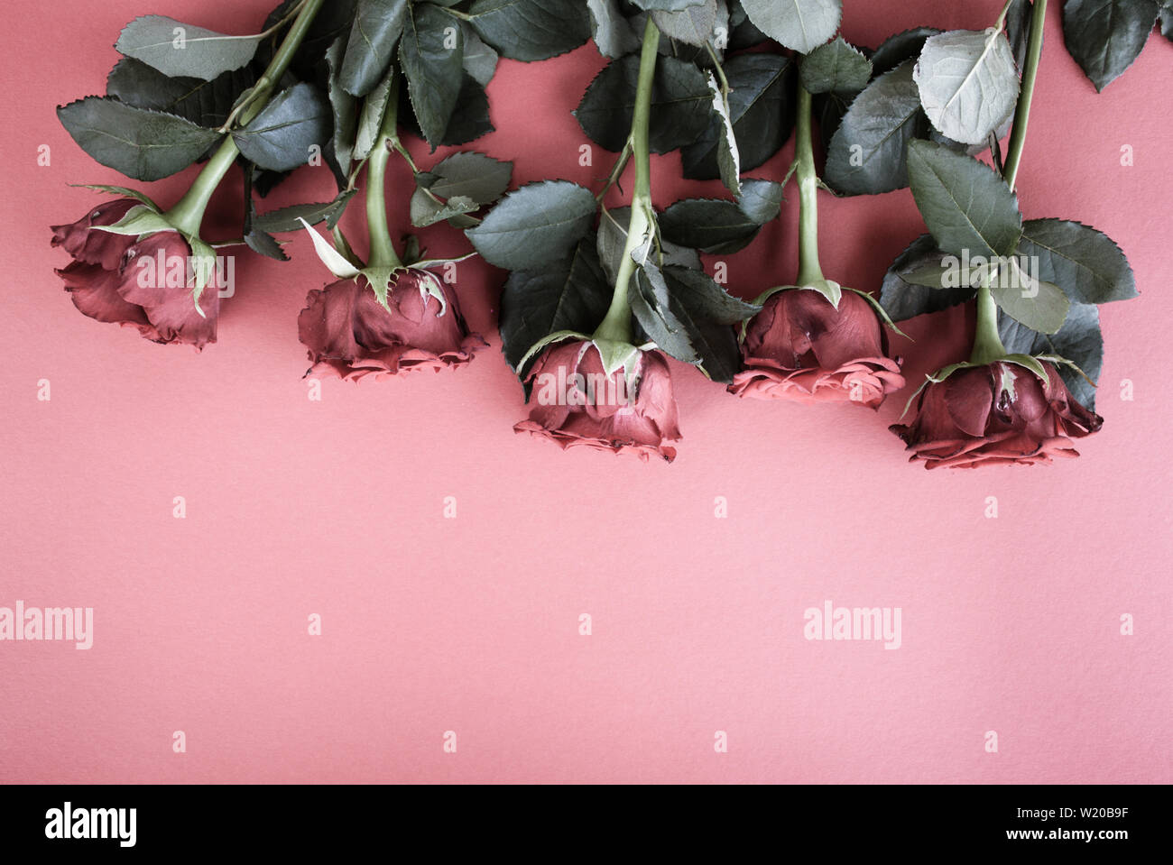 Vintage style dusty ping roses on same tone pastel background Stock ...