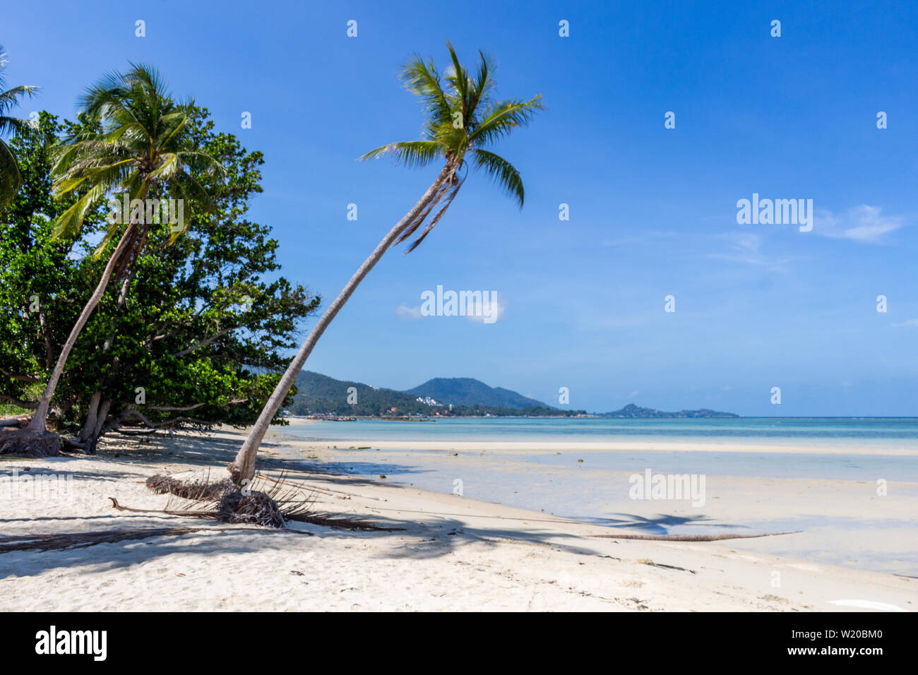 Palm trees and white sands at Ko Samui island in Thailand Stock Photo ...