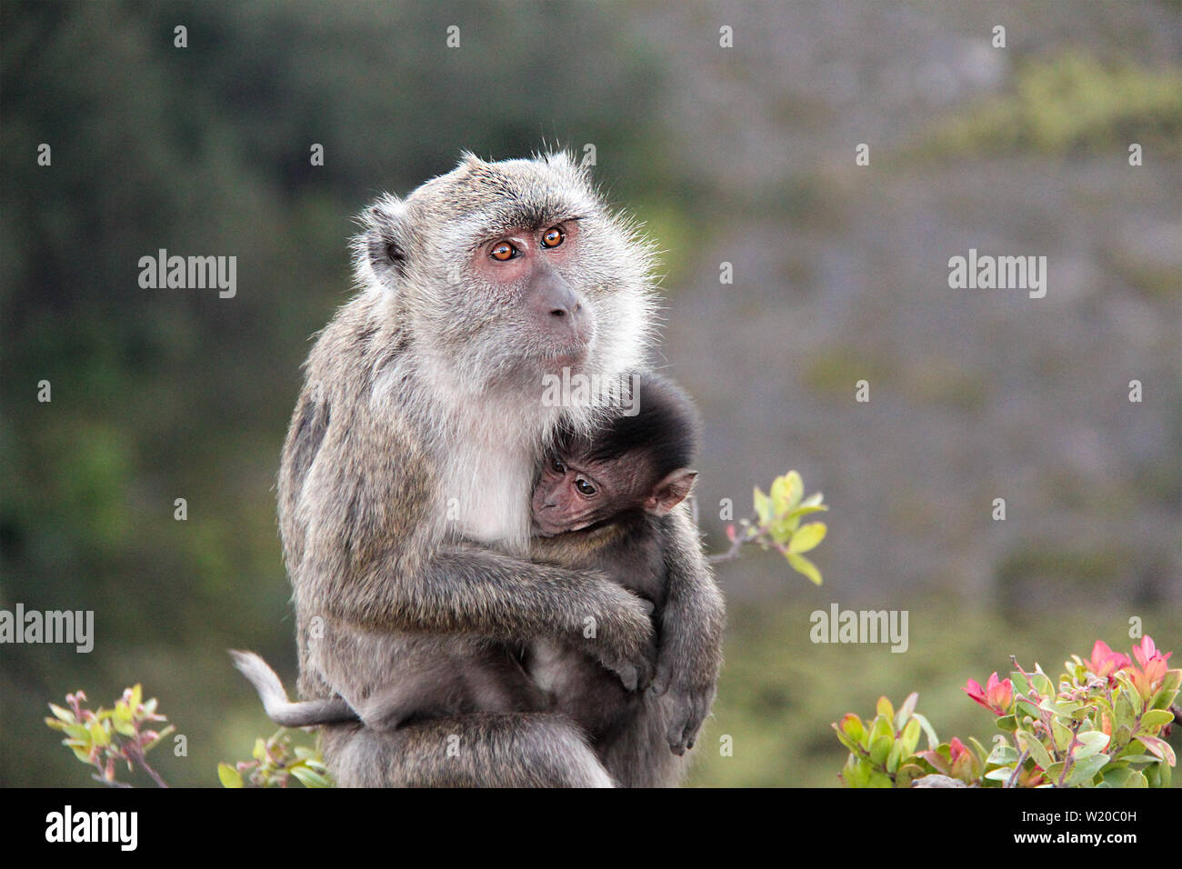 Barbary Monkey with its offspring on the Kelimutu Volcano in Sulawesi ...