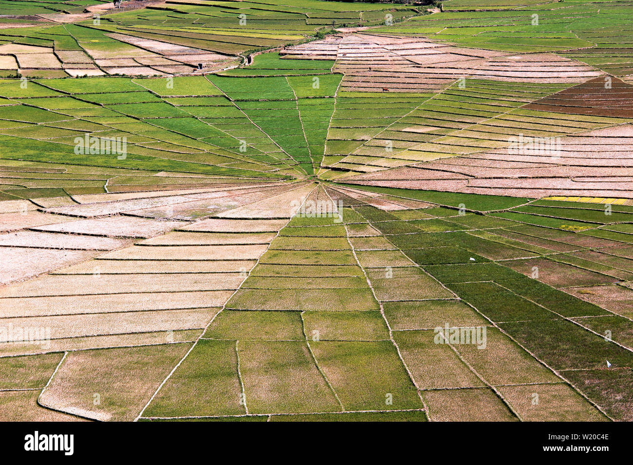 Spider Web Rice Fields with many different colors in Flores, Indonesia ...