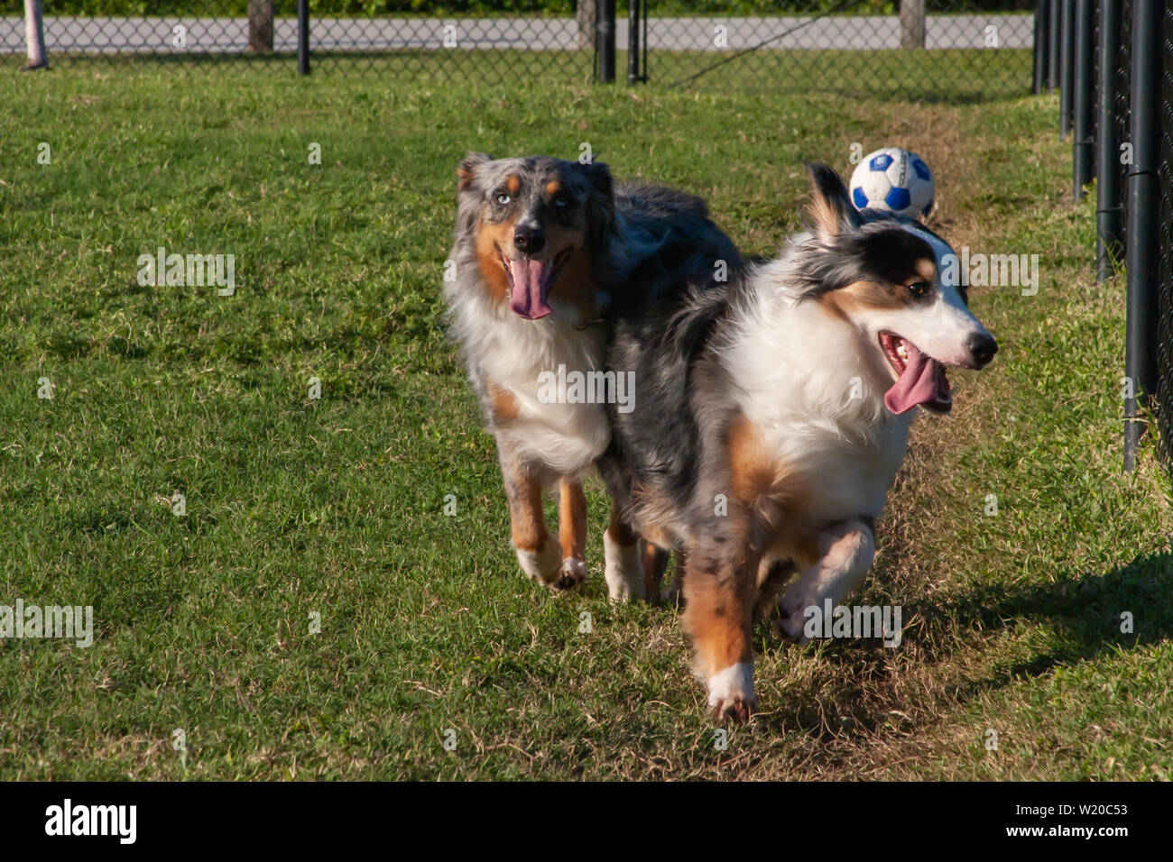 Toy aussie hi-res stock photography and images - Alamy