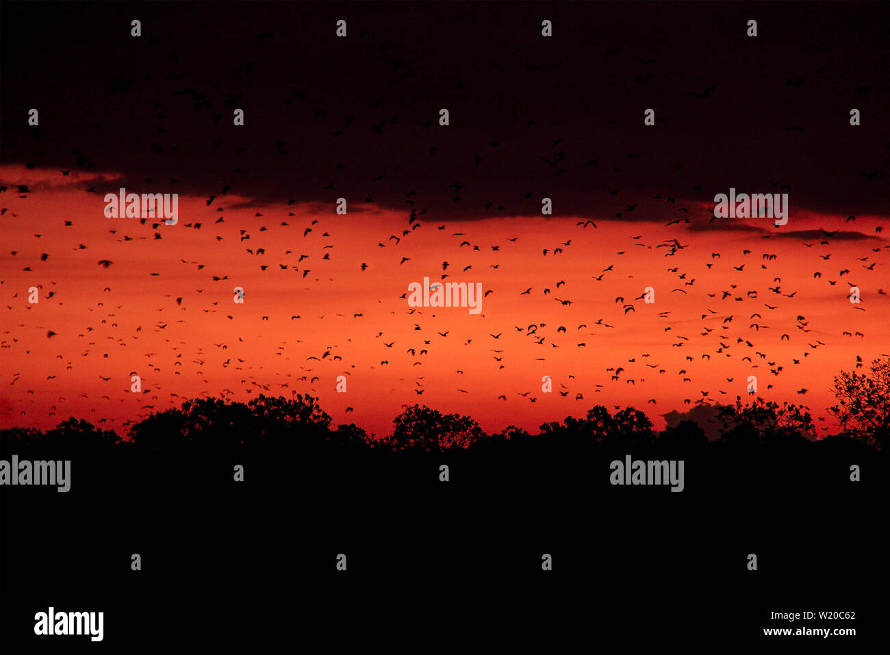 Bats in the night sky hi-res stock photography and images - Alamy