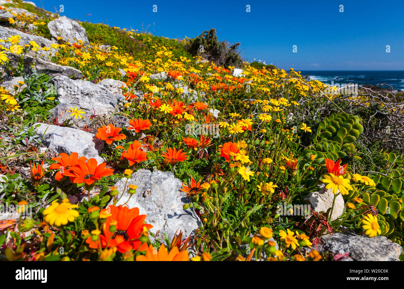 Wildflowers, Postberg Trail, West Coast National Park, Western Cape ...
