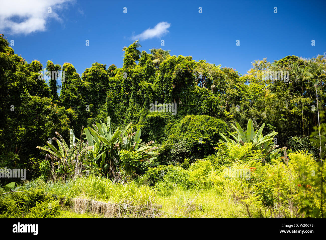 Jungle landscape hi-res stock photography and images - Alamy
