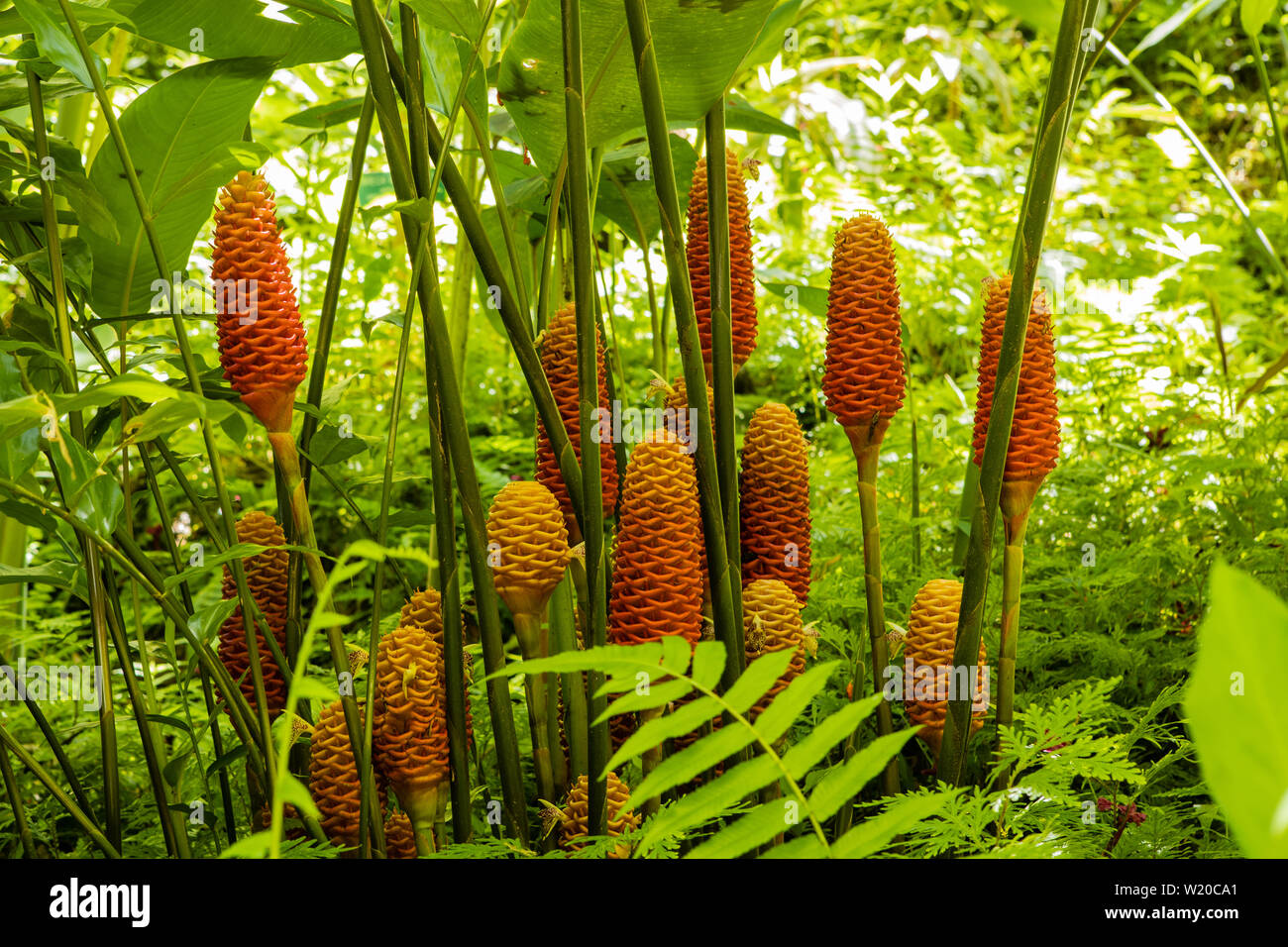 Pink Maragas tropical flowers Stock Photo - Alamy