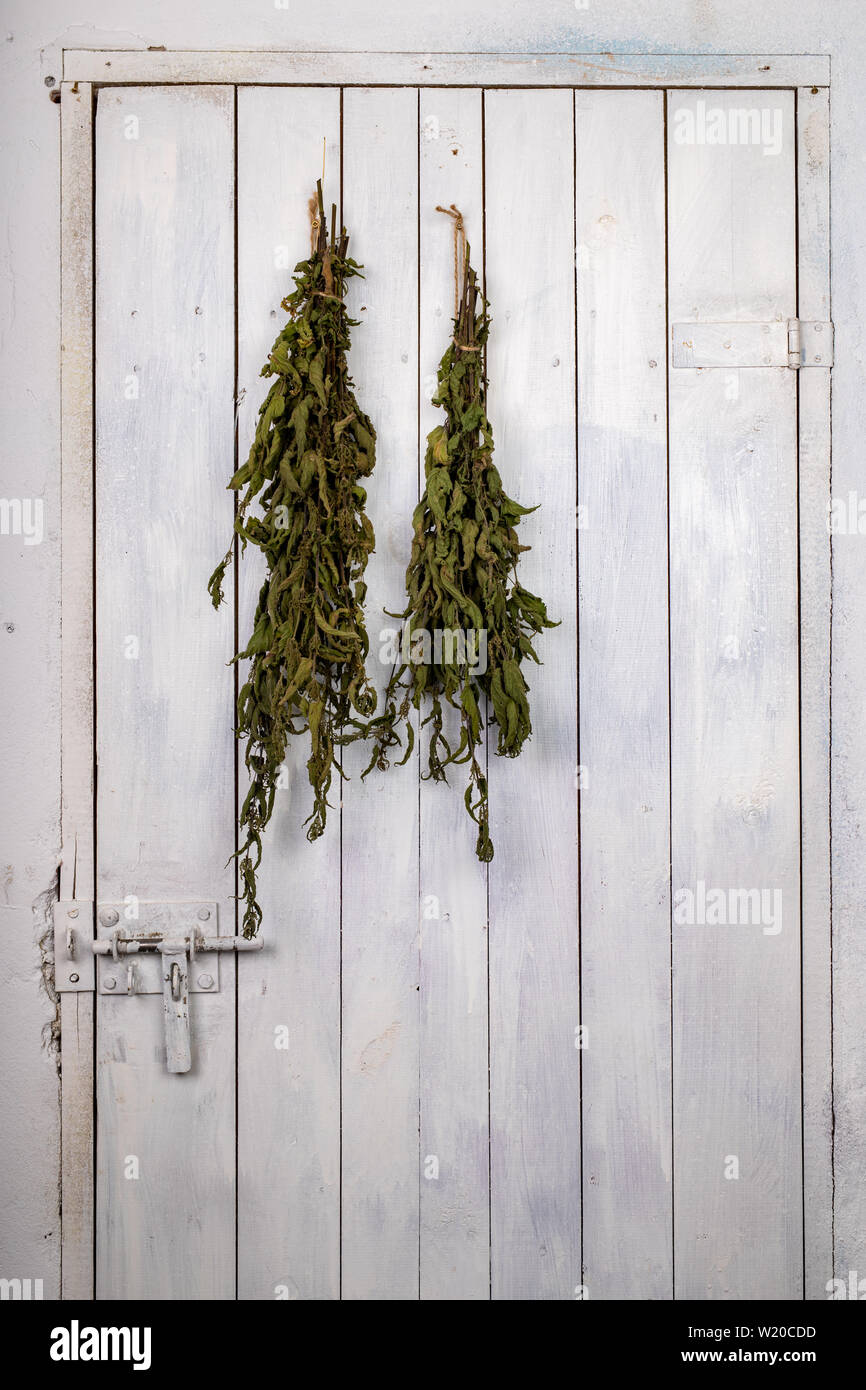 Dried nettle hung on the door of the pantry. Dry leaves of nettles ...
