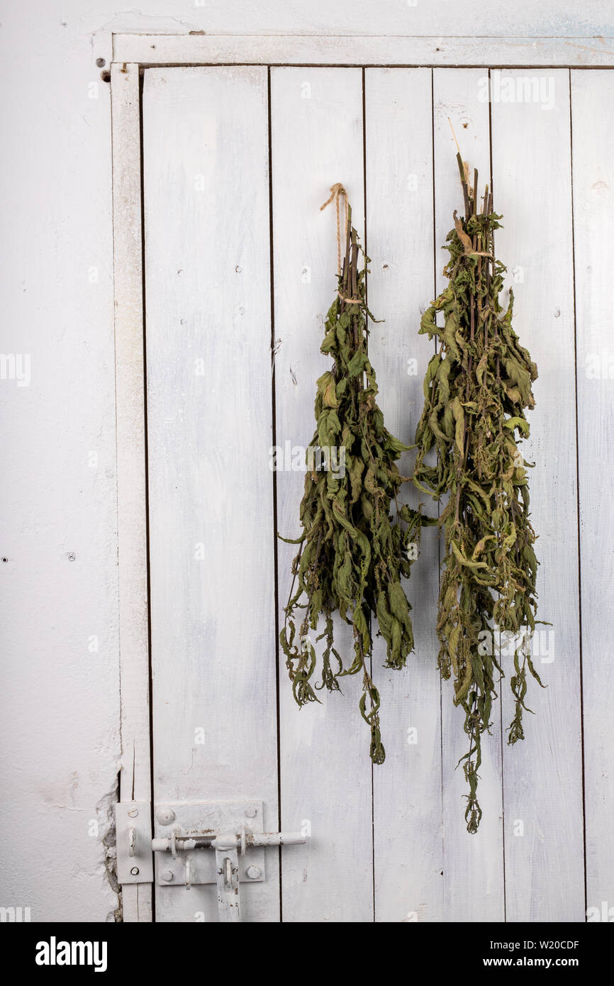 Dried nettle hung on the door of the pantry. Dry leaves of nettles ...