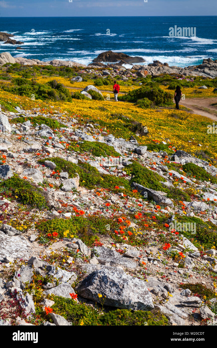 Wildflowers, Postberg Trail, West Coast National Park, Western Cape ...