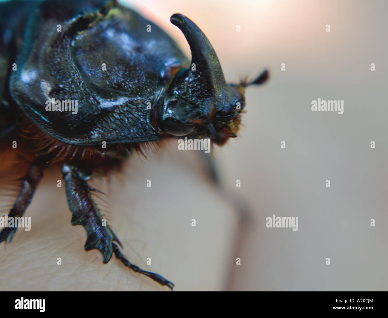 Oryctes hi-res stock photography and images - Alamy