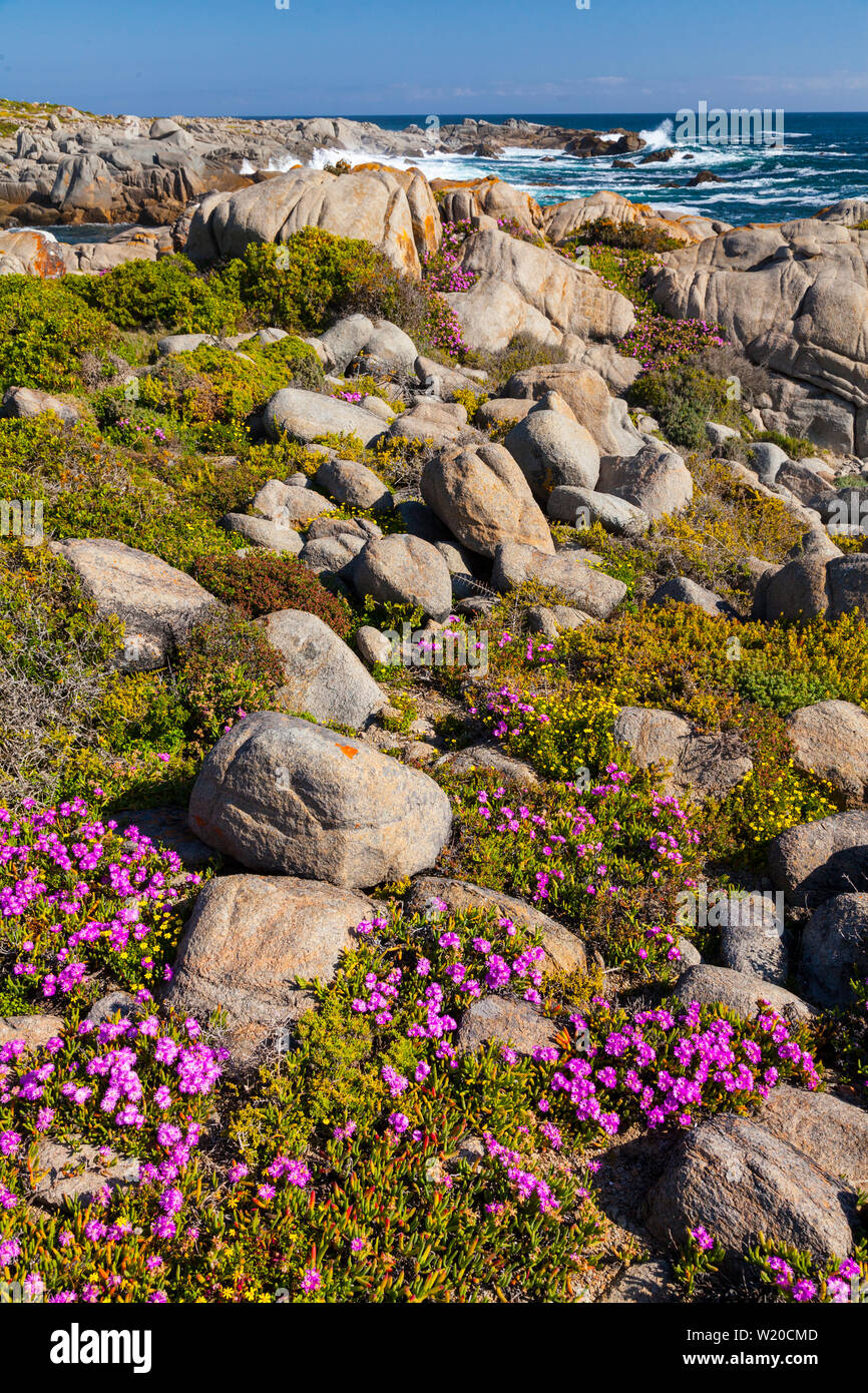 Wildflowers, Postberg Trail, West Coast National Park, Western Cape ...