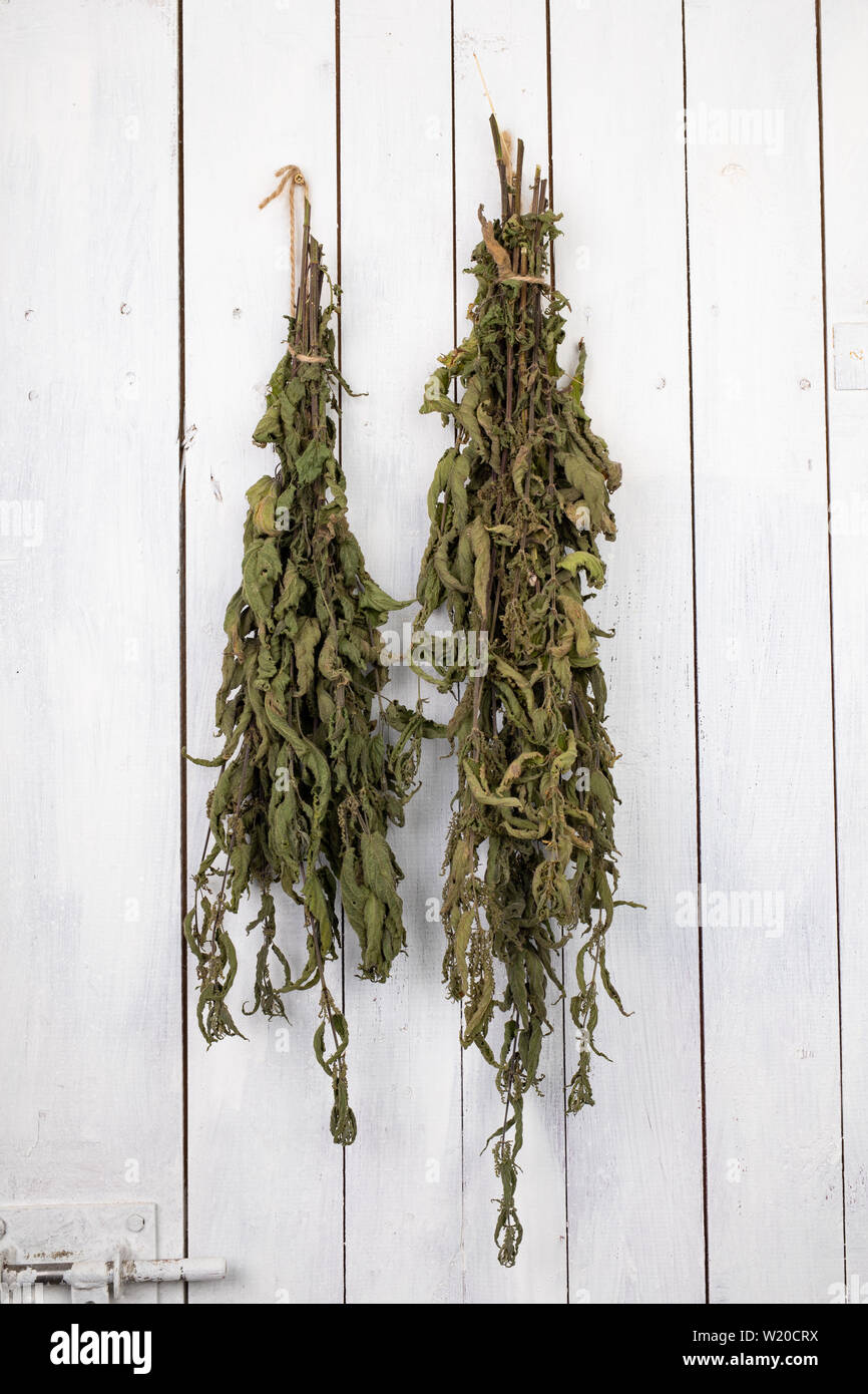 Dried nettle hung on the door of the pantry. Dry leaves of nettles ...