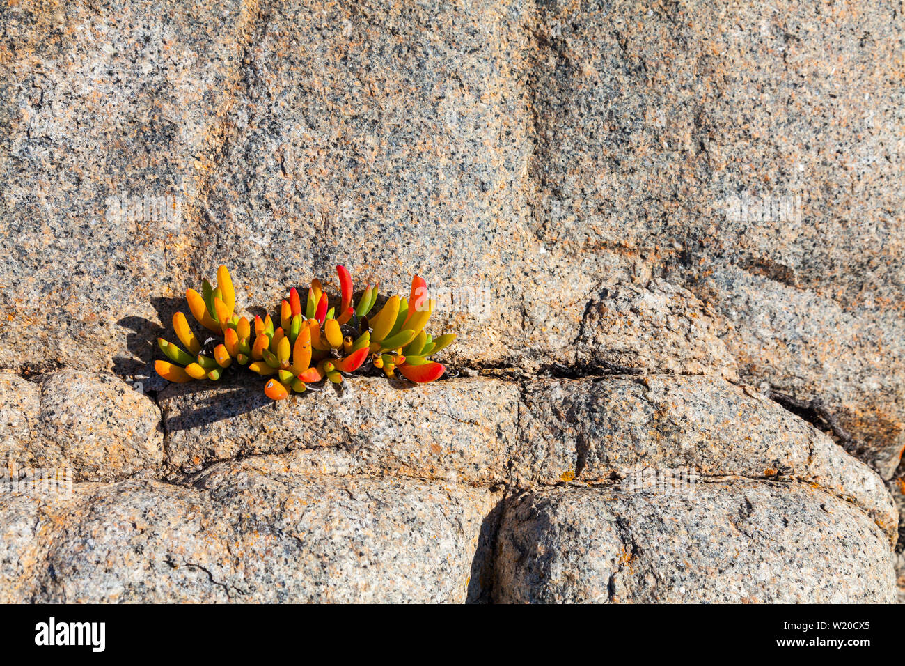 Postberg Trail, West Coast National Park, Western Cape province, South ...