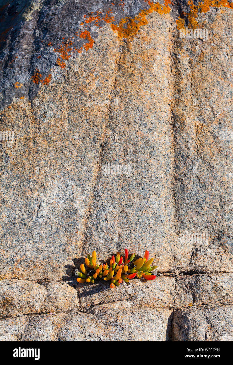 Postberg Trail, West Coast National Park, Western Cape province, South ...
