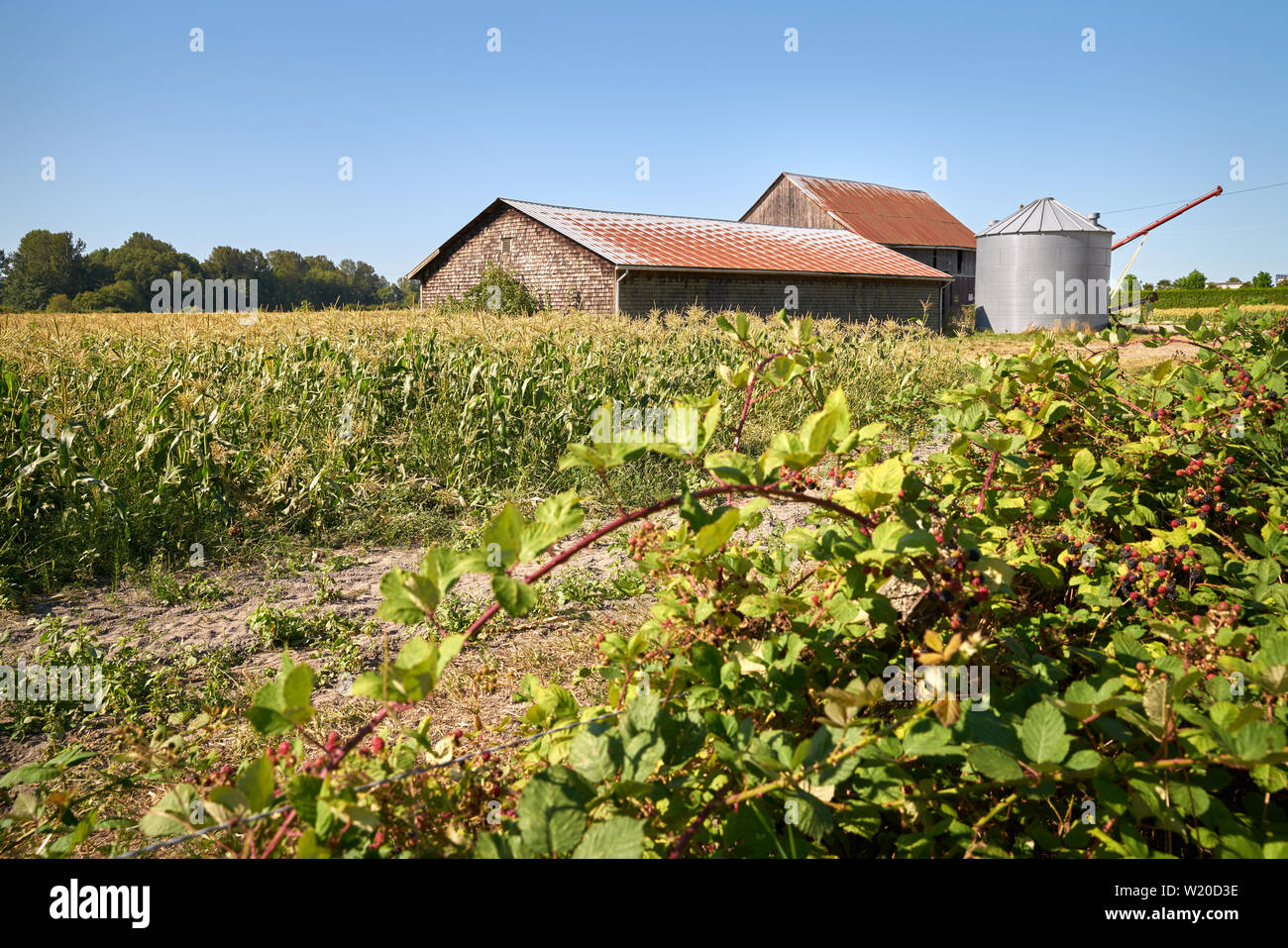 Corn crop farming hi-res stock photography and images - Alamy