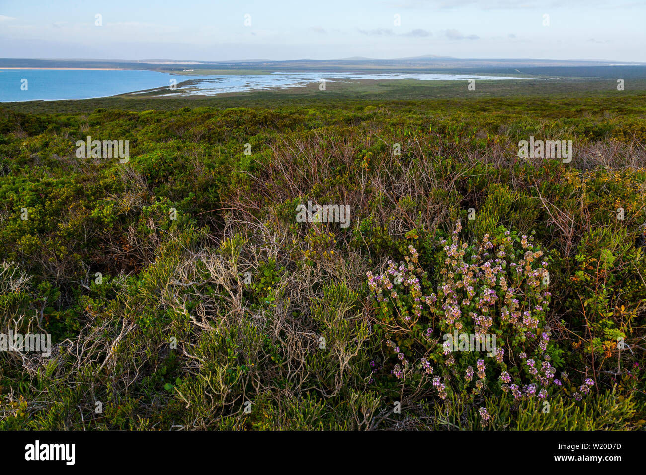 Fynbos vegetation and lagoon, Postberg Trail, West Coast National Park ...